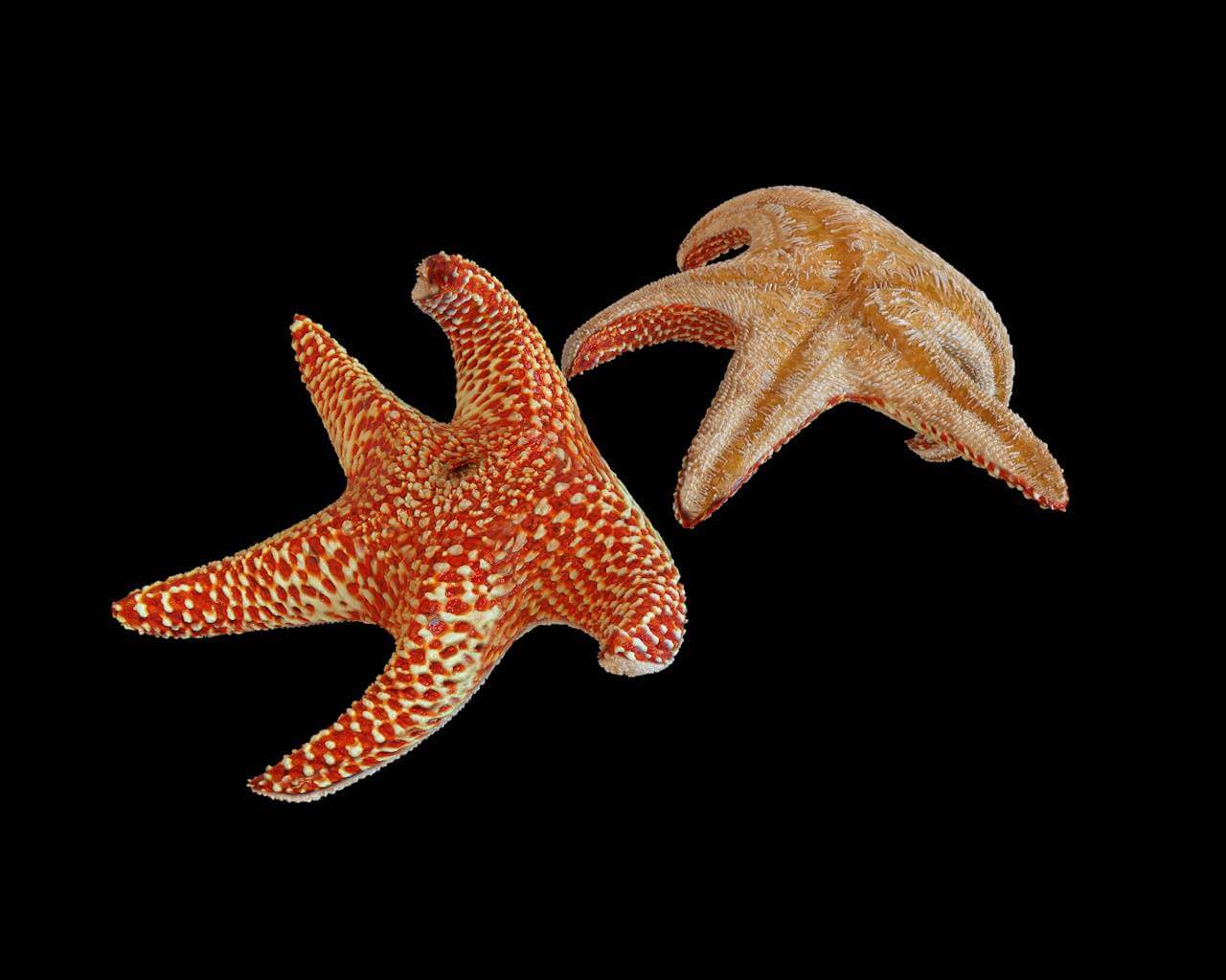 Starfish Pack - 3D Model by 3dstudio
