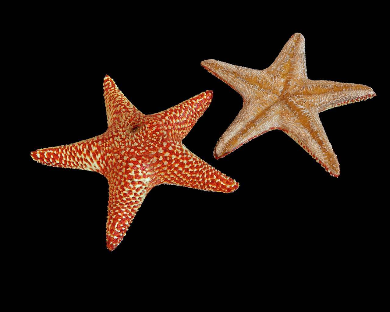 Starfish Pack - 3D Model by 3dstudio
