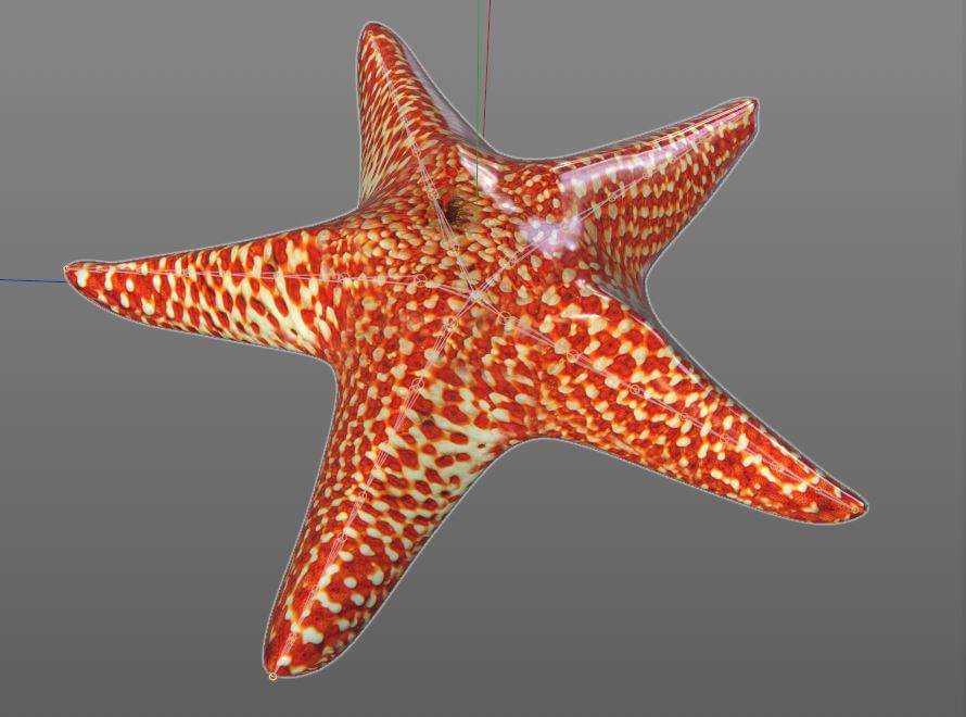 Starfish Pack - 3D Model by 3dstudio