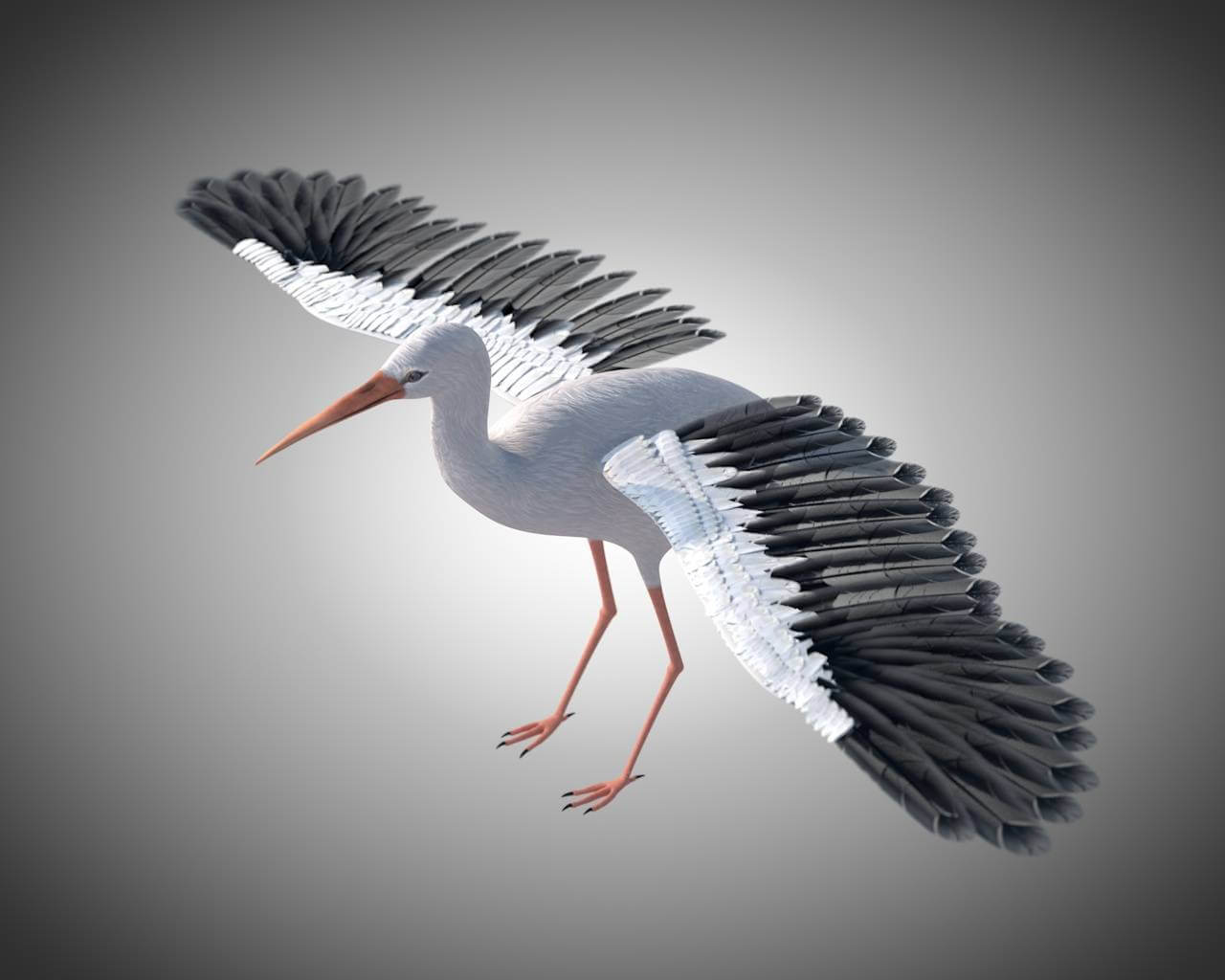 Stork - 3D Model by 3dstudio