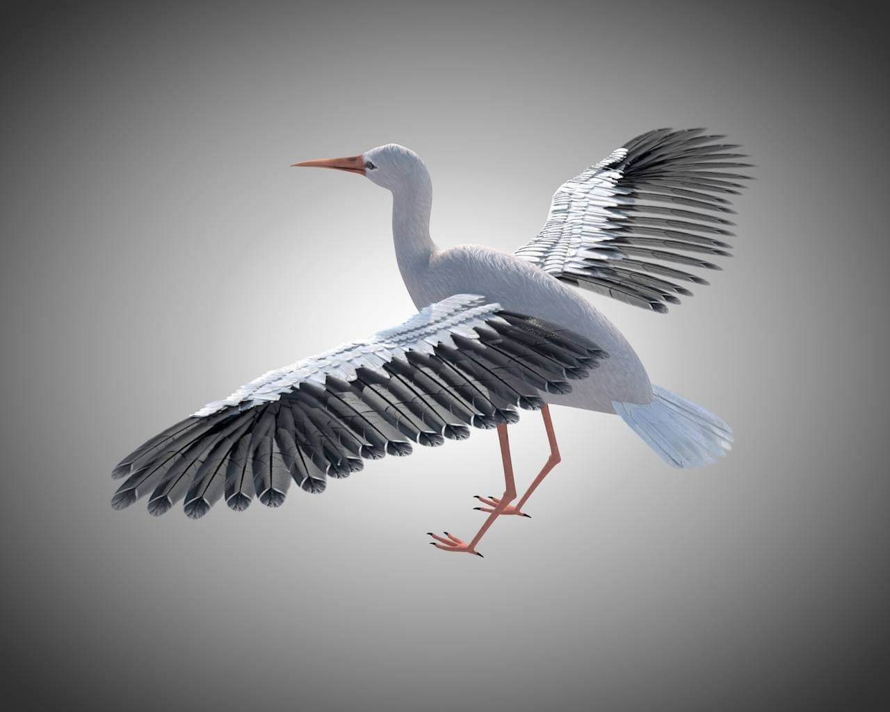 Stork - 3D Model by 3dstudio