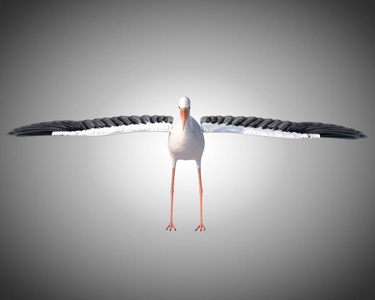 Stork - 3D Model by 3dstudio