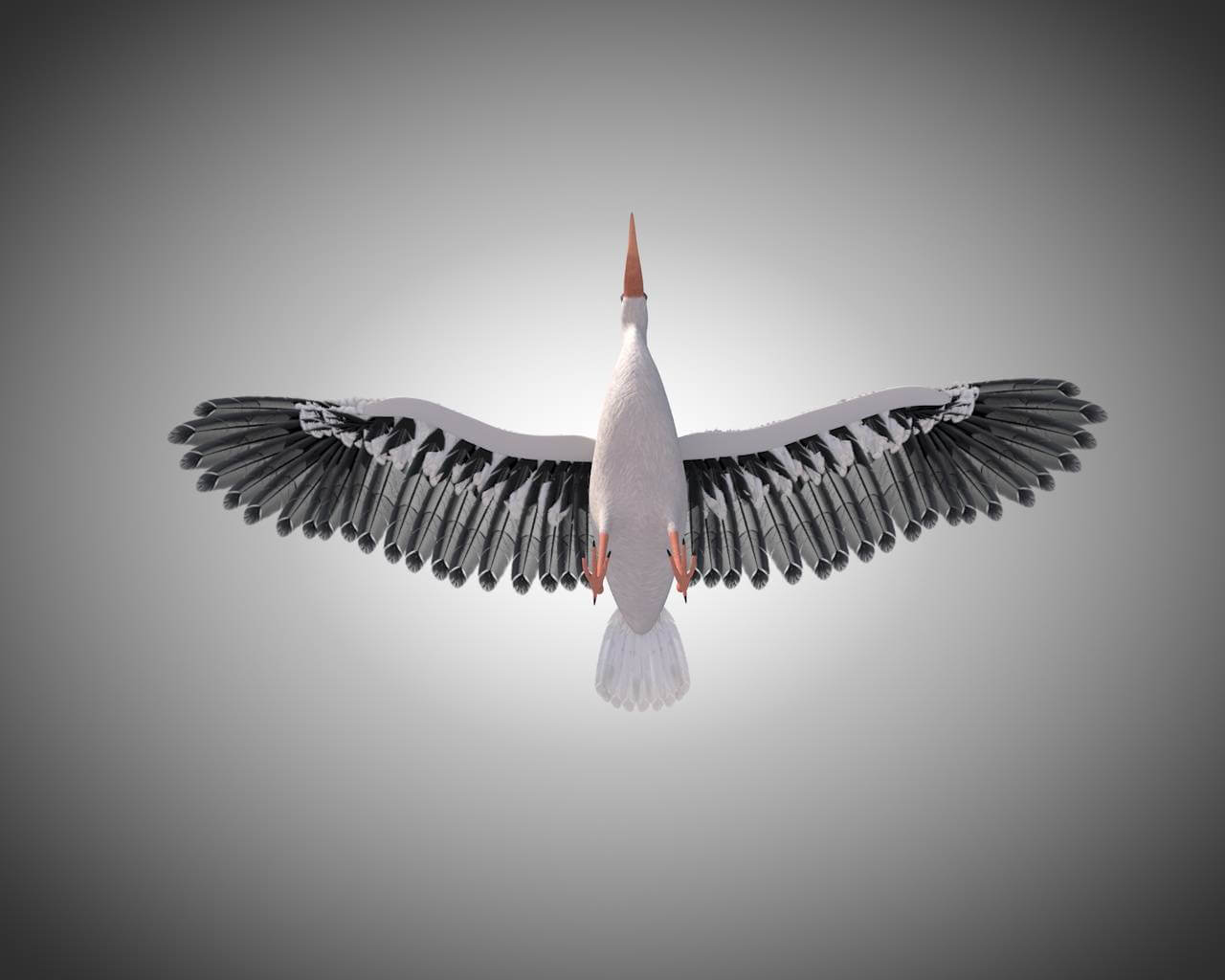 Stork - 3D Model by 3dstudio