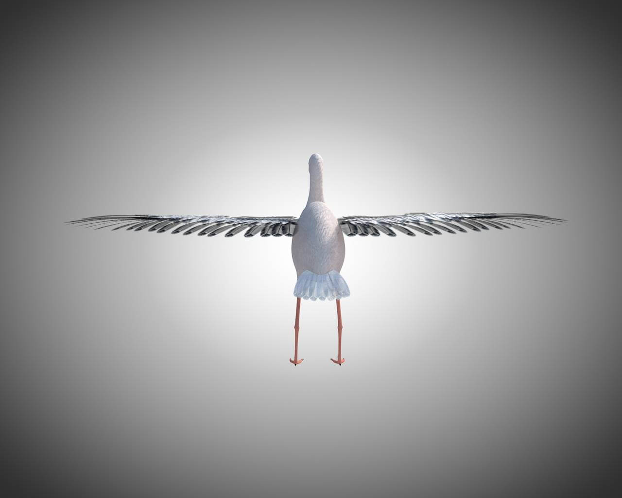 Stork - 3D Model by 3dstudio