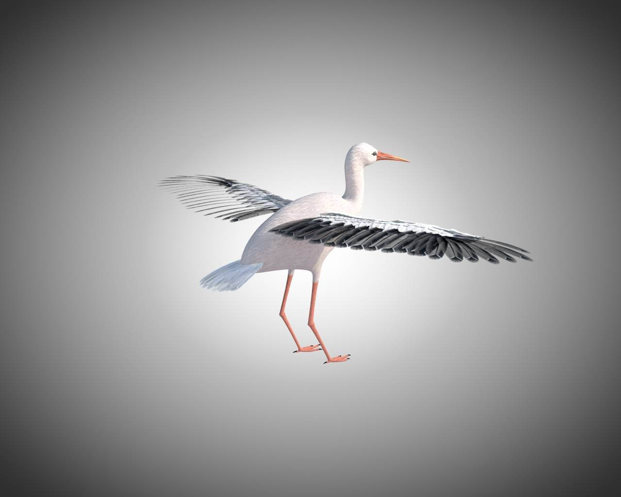 Stork - 3D Model by 3dstudio