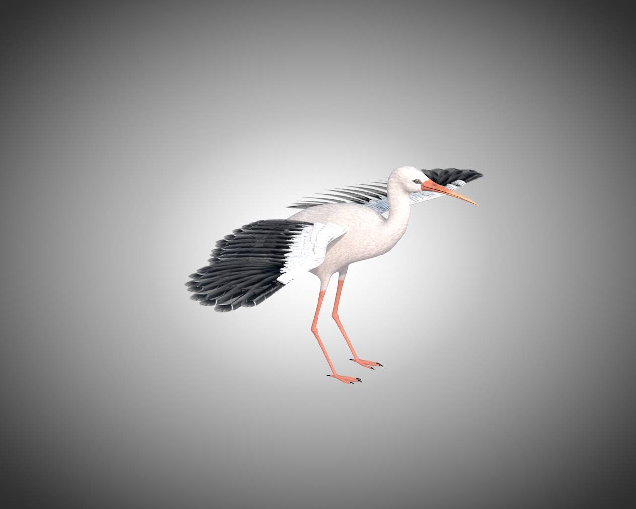 Stork - 3D Model by 3dstudio
