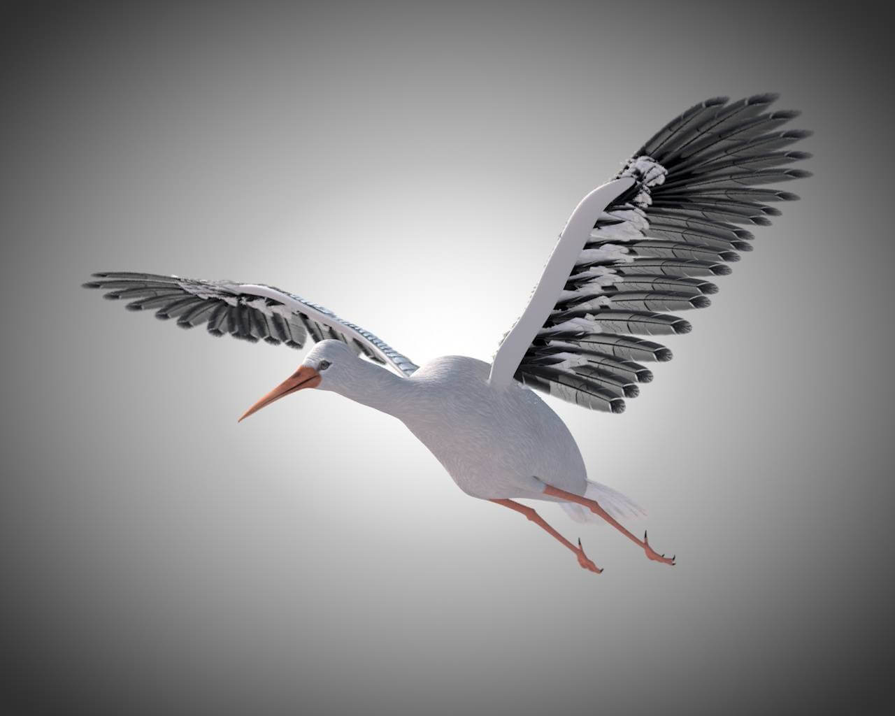 Stork - 3D Model by 3dstudio