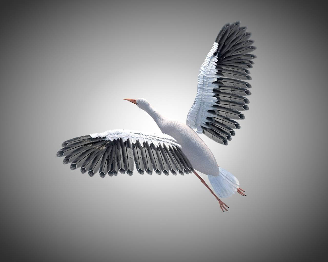 Stork - 3D Model by 3dstudio