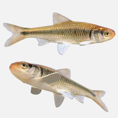 Striped Shiner Fish - 3D Model by 3dstudio