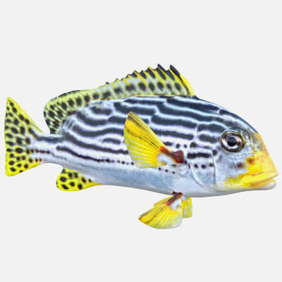 Striped Sweetlips fish - 3D Model by 3dstudio