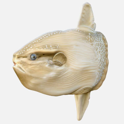 Sun Fish 3D Model by 3dstudio