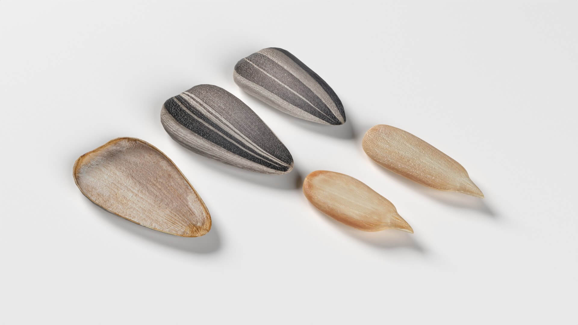 Sunflower Seed Collection - 3D Model by 3dstudio