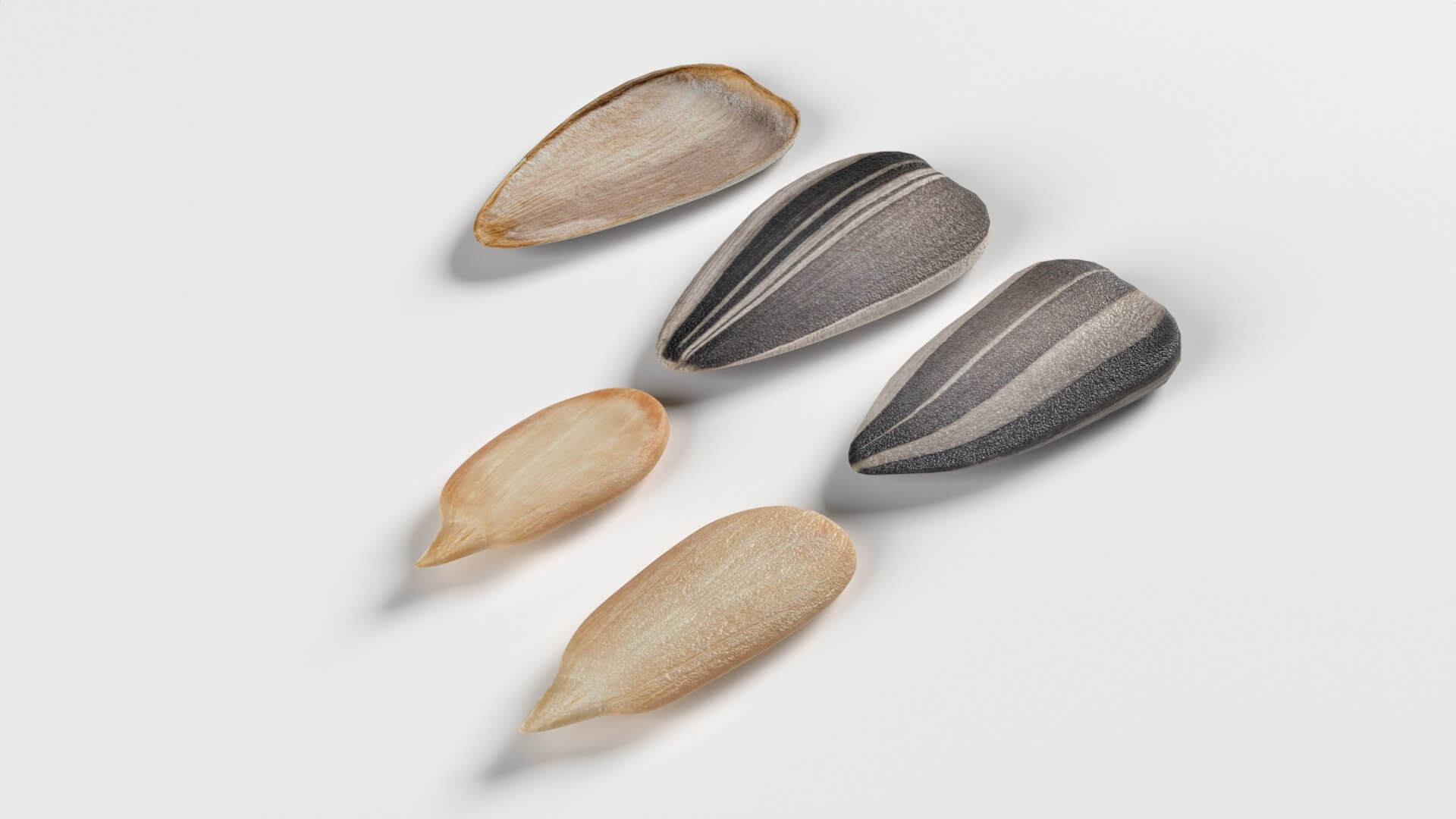 Sunflower Seed Collection - 3D Model by 3dstudio