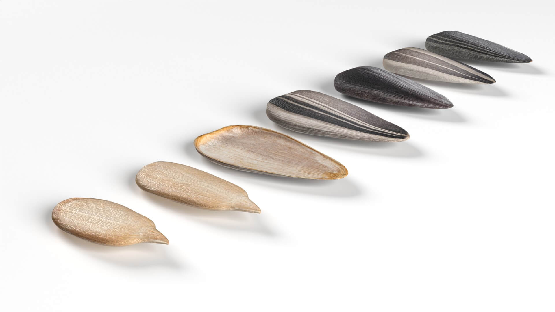 Sunflower Seed Collection - 3D Model by 3dstudio