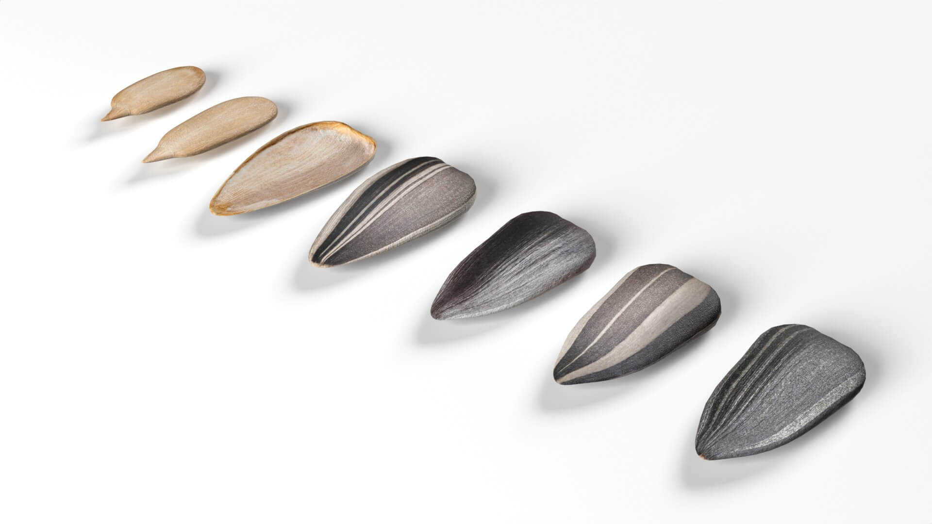 Sunflower Seeds Collection - 3D Model by 3dstudio