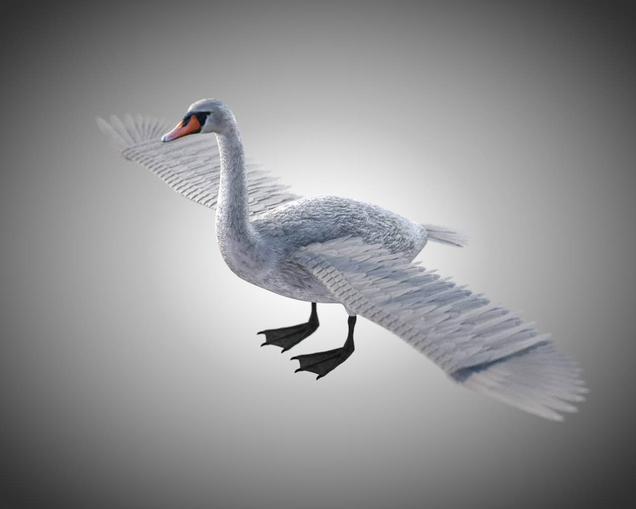 Swan - 3D Model by 3dstudio