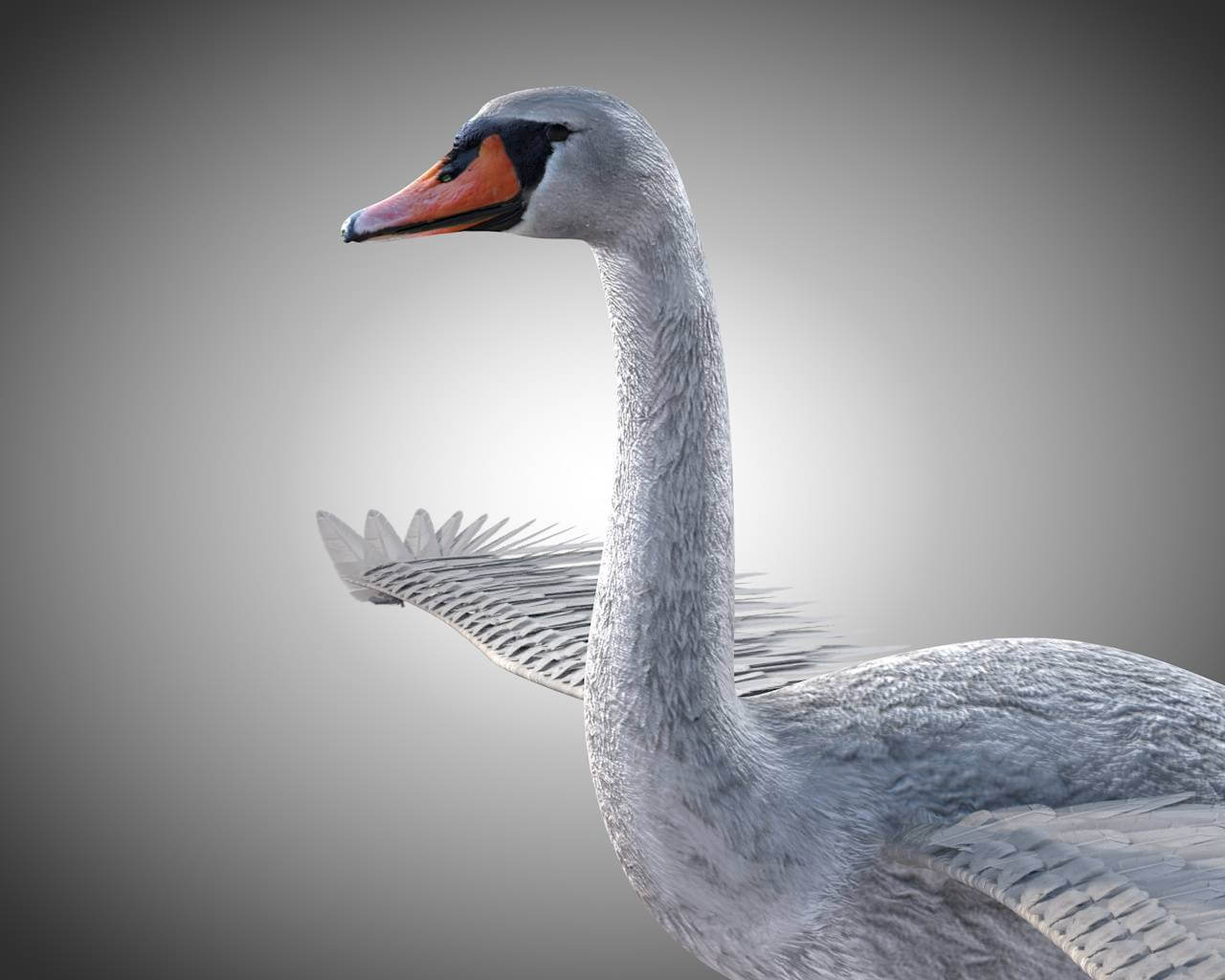 Swan - 3D Model by 3dstudio