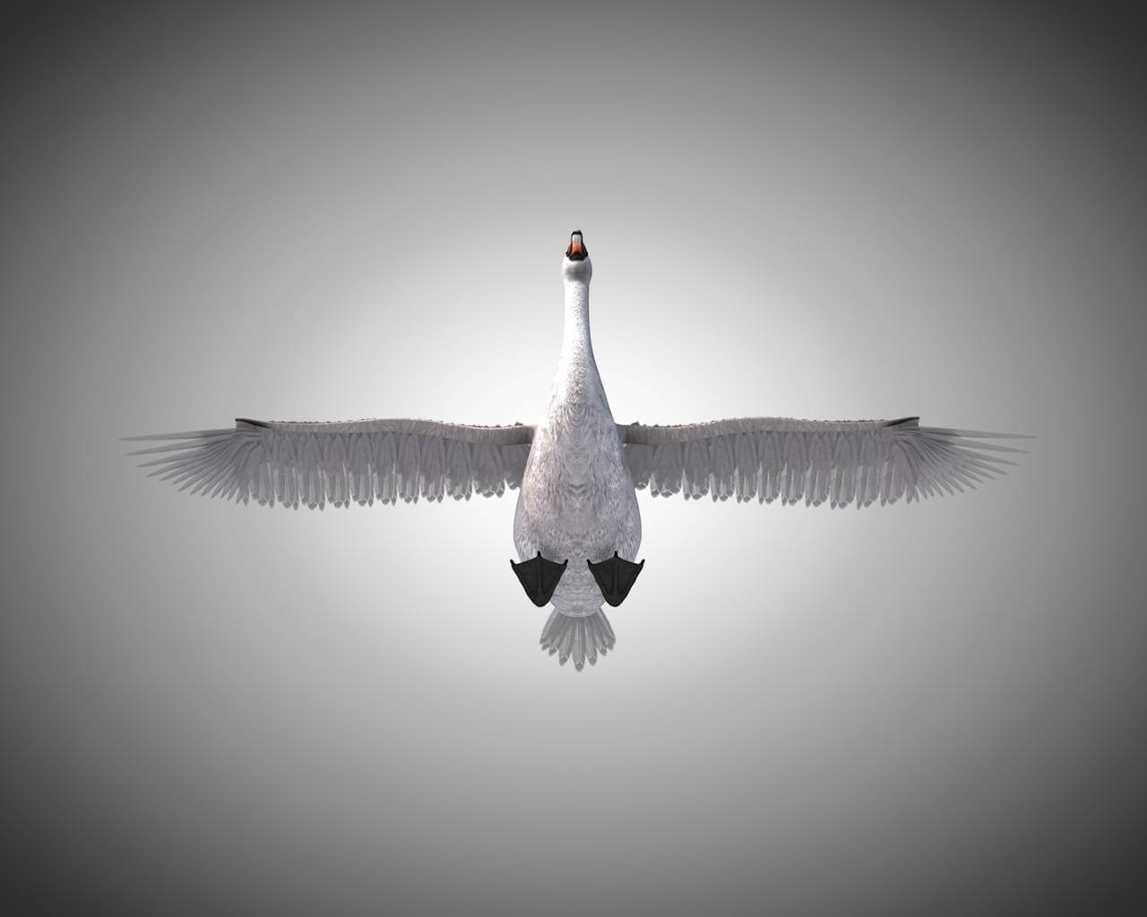 Swan - 3D Model by 3dstudio