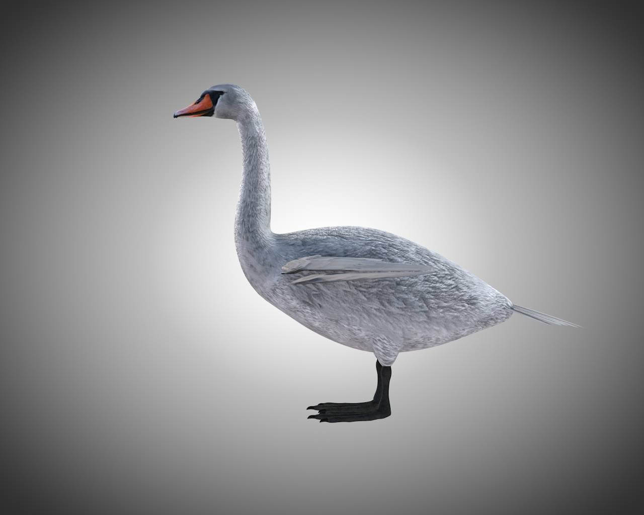 Swan - 3D Model by 3dstudio