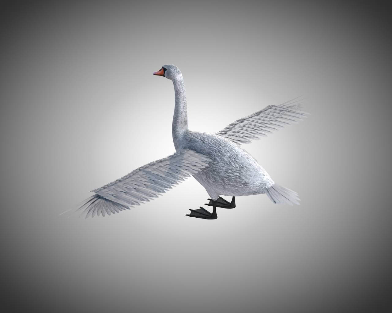 Swan - 3D Model by 3dstudio