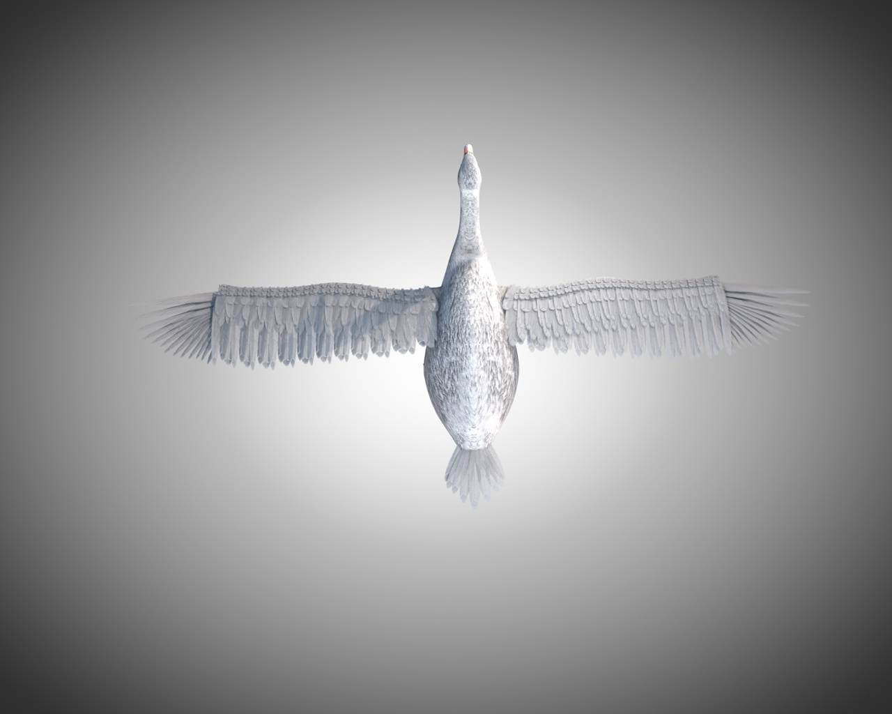 Swan - 3D Model by 3dstudio