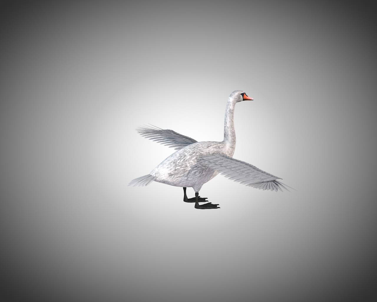 Swan - 3D Model by 3dstudio