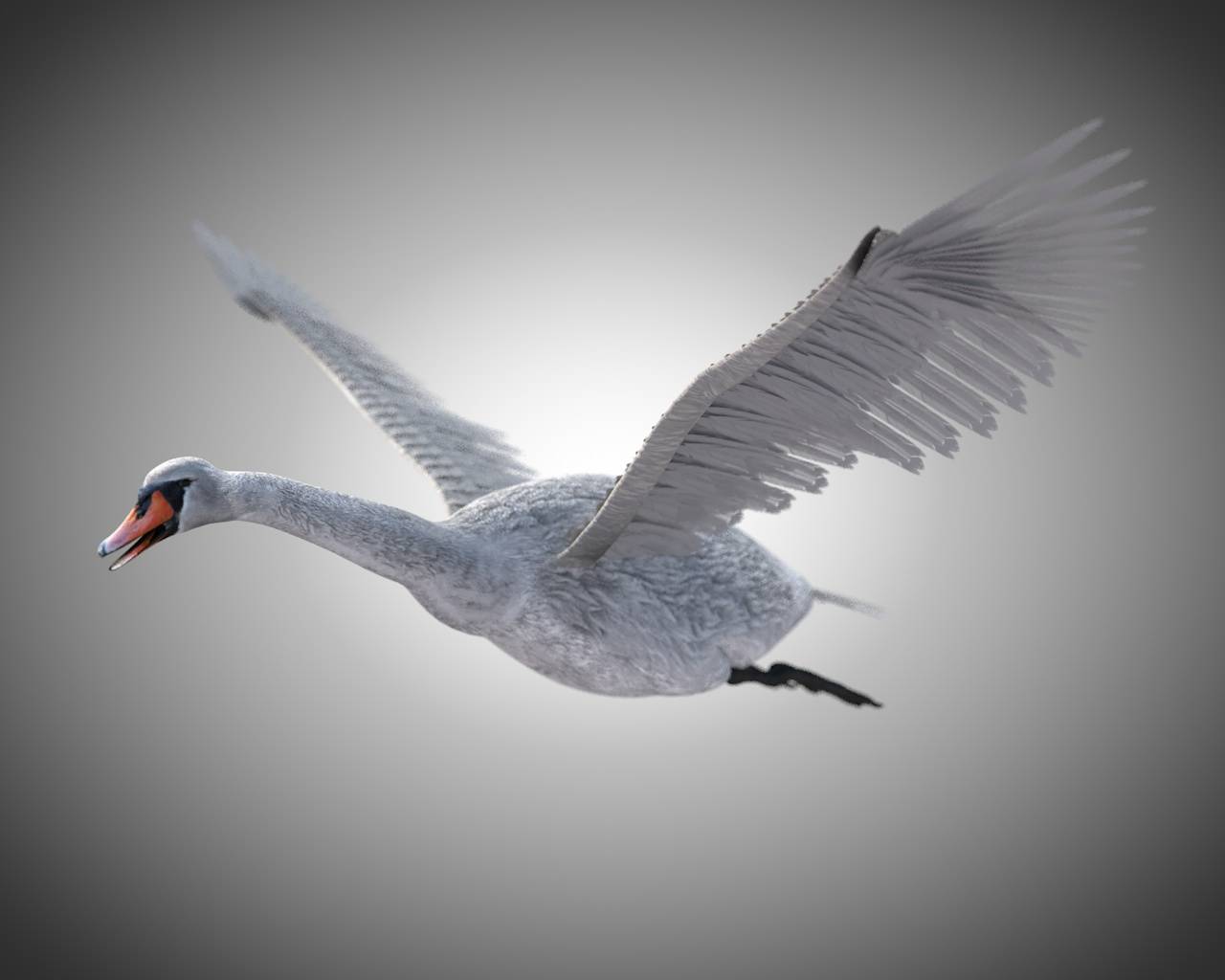 Swan - 3D Model by 3dstudio