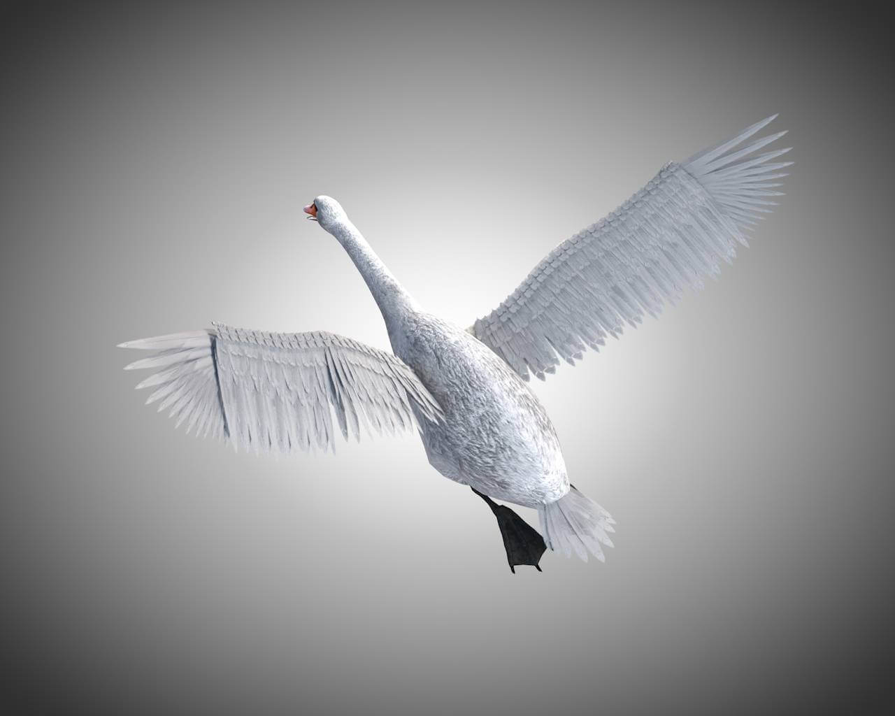 Swan - 3D Model by 3dstudio