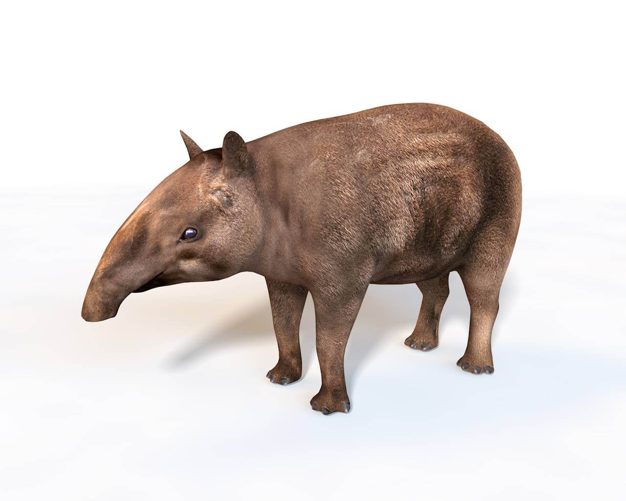 Tapir Brown - 3D Model by 3dstudio