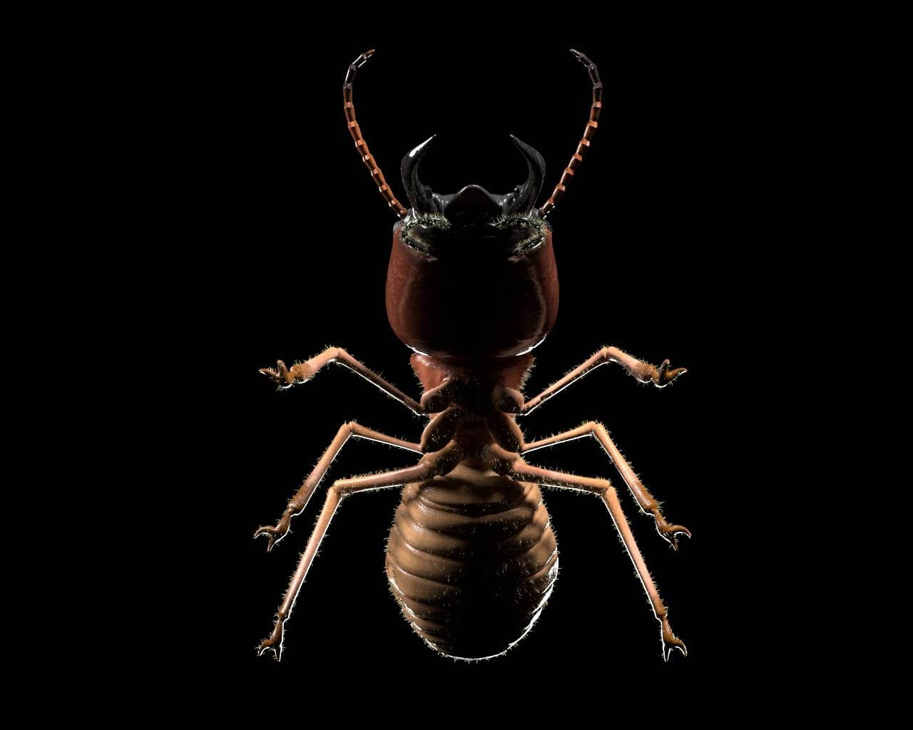 Termite - 3D Model by 3dstudio