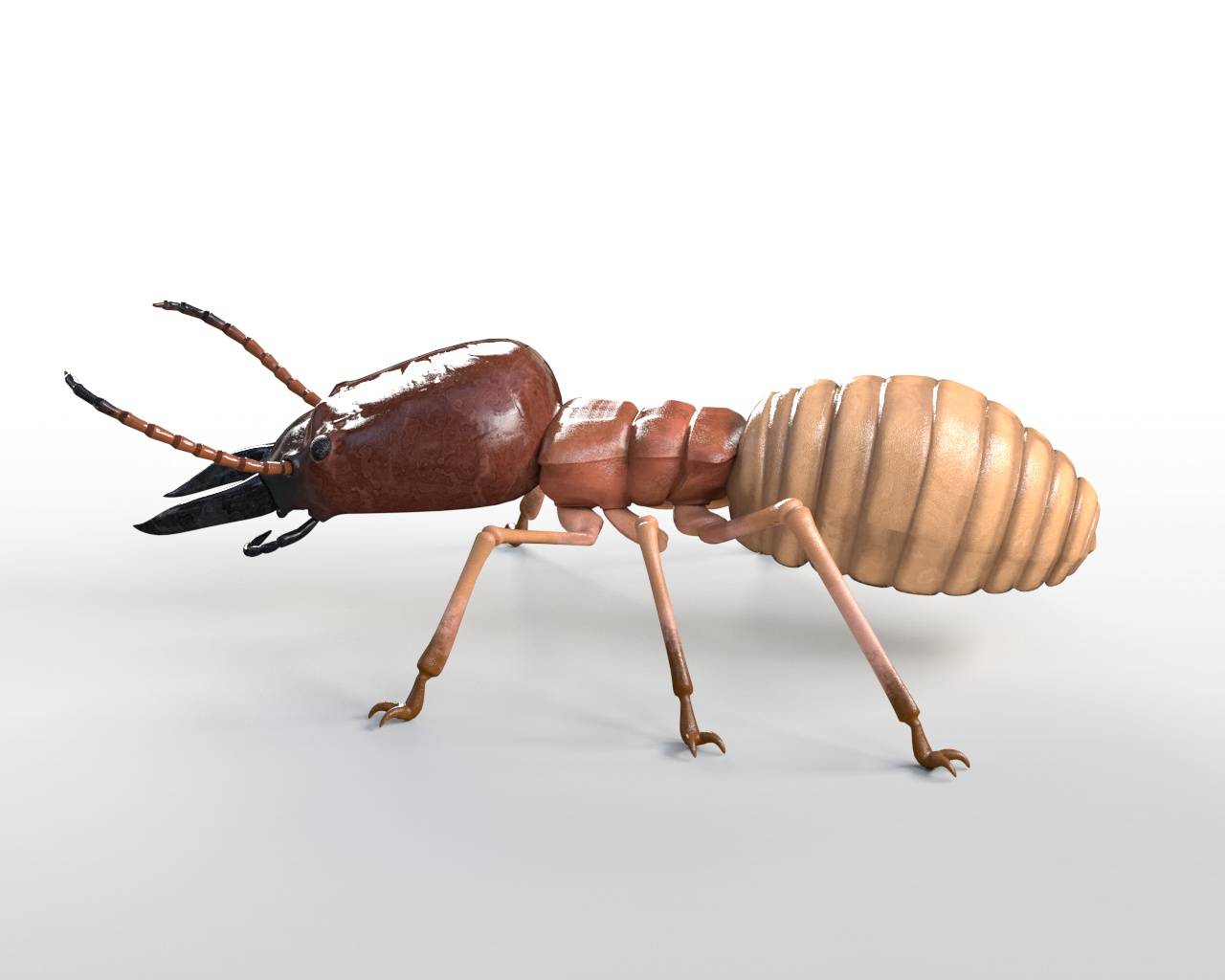 Termite - 3D Model by 3dstudio