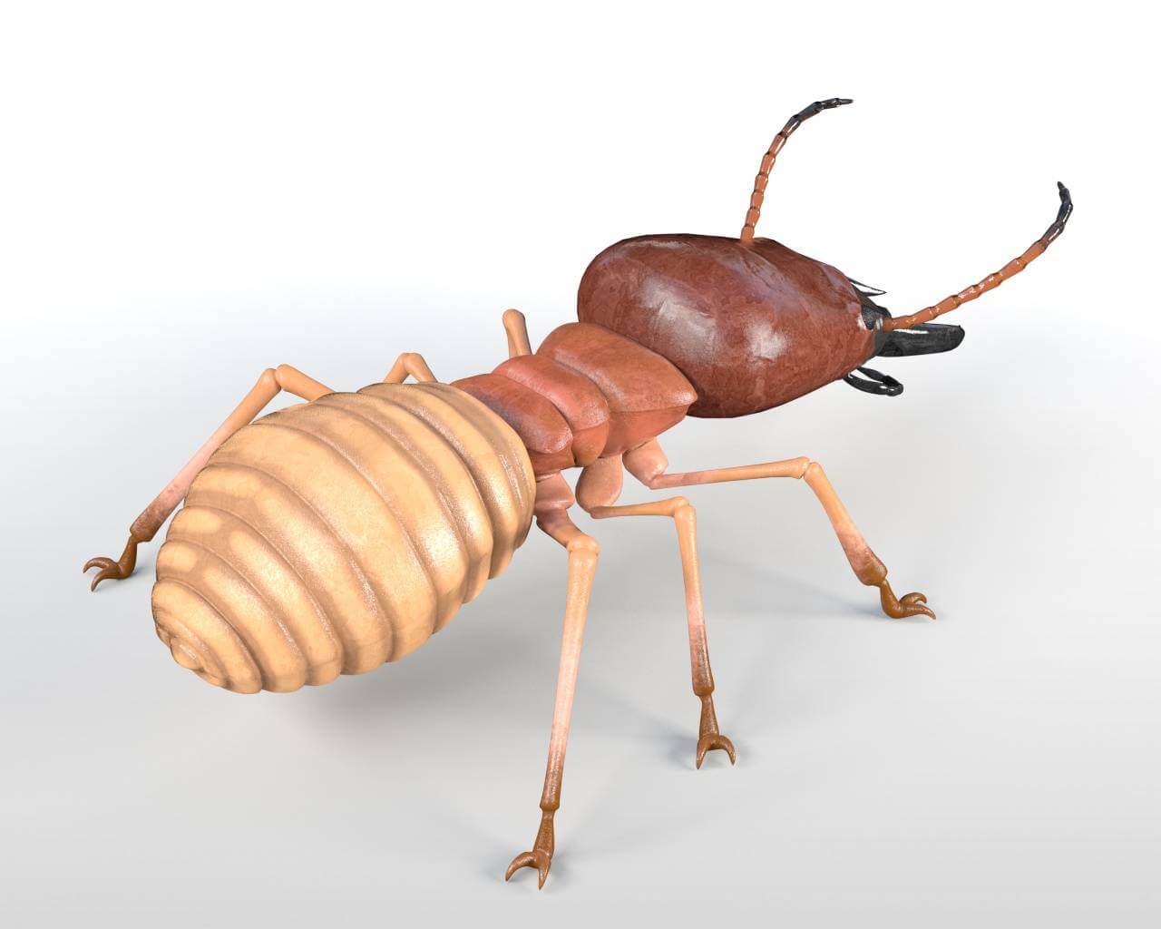 Termite - 3D Model by 3dstudio