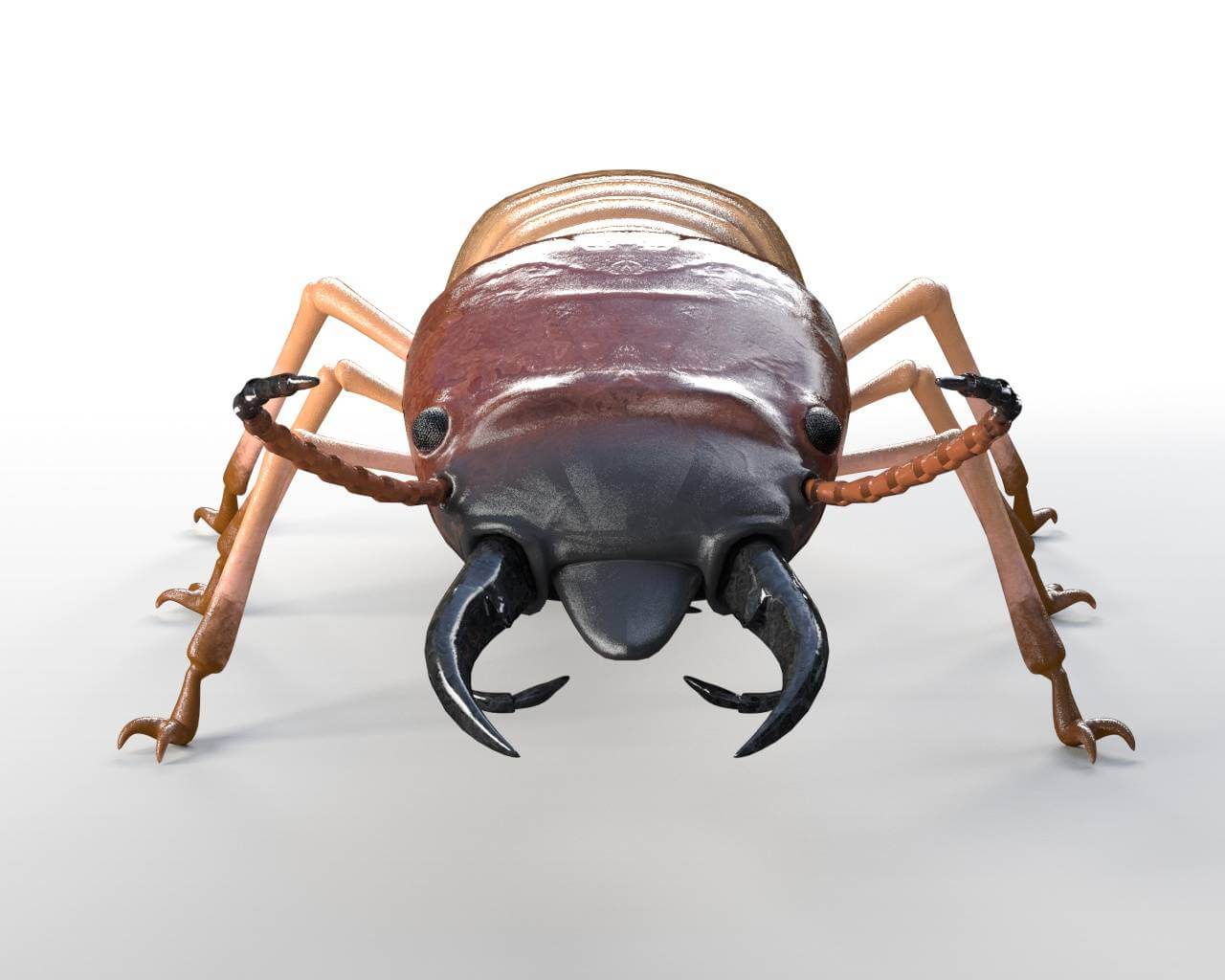 Termite - 3D Model by 3dstudio