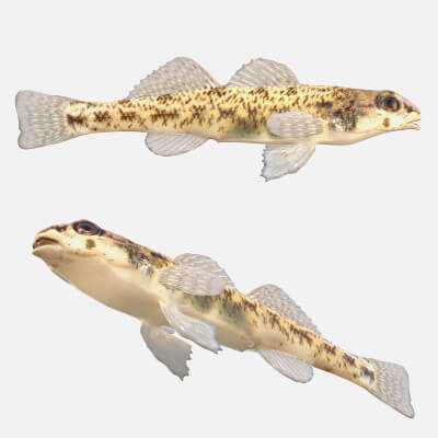 Tessellated Darter Fish - 3D Model by 3dstudio