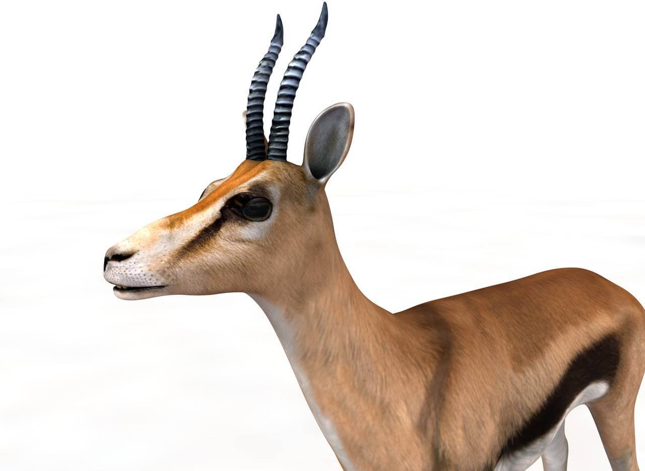 Thompson Gazelle - 3D Model by 3dstudio