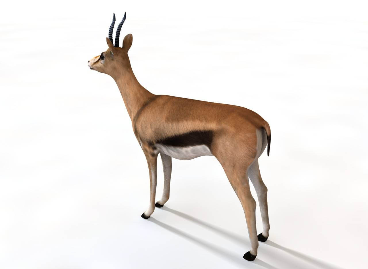 Thompson Gazelle - 3D Model by 3dstudio