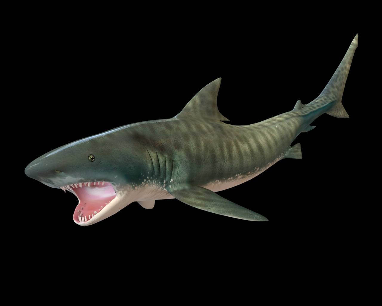 Tigershark - 3D Model by 3dstudio