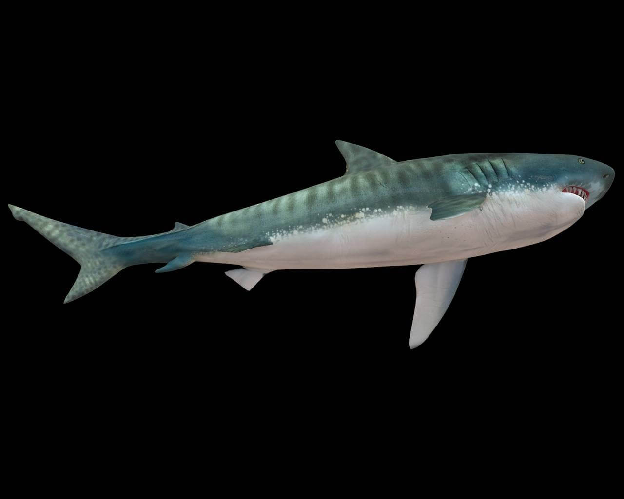 Tigershark - 3D Model by 3dstudio