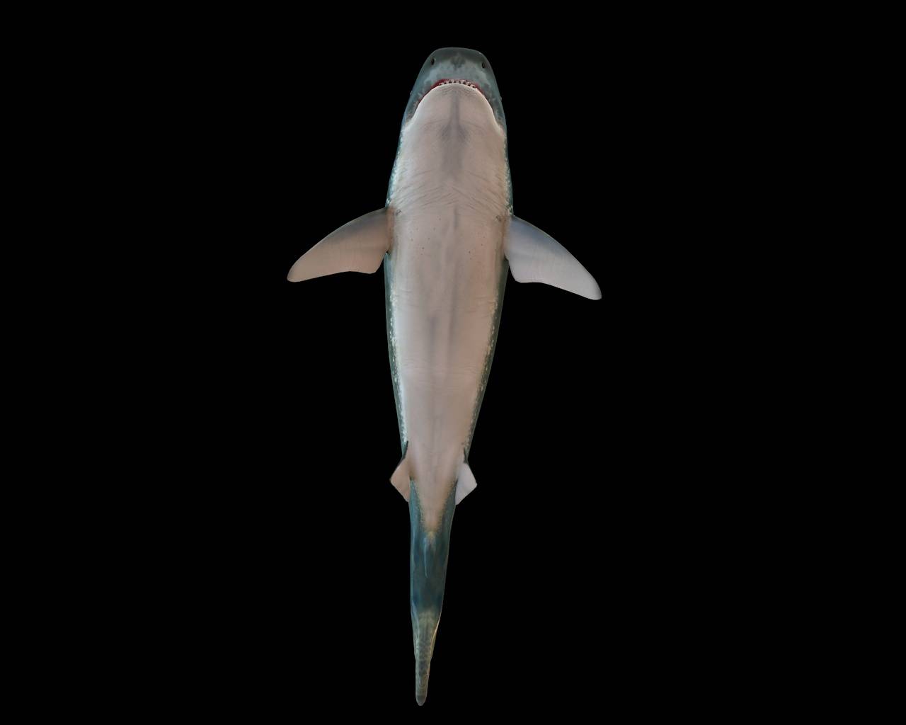 Tigershark - 3D Model by 3dstudio