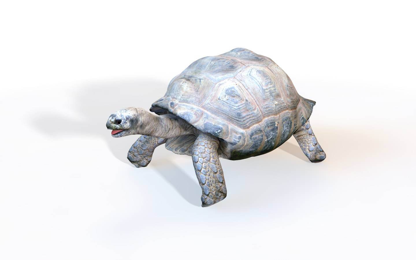 Tortoise - 3D Model by 3dstudio