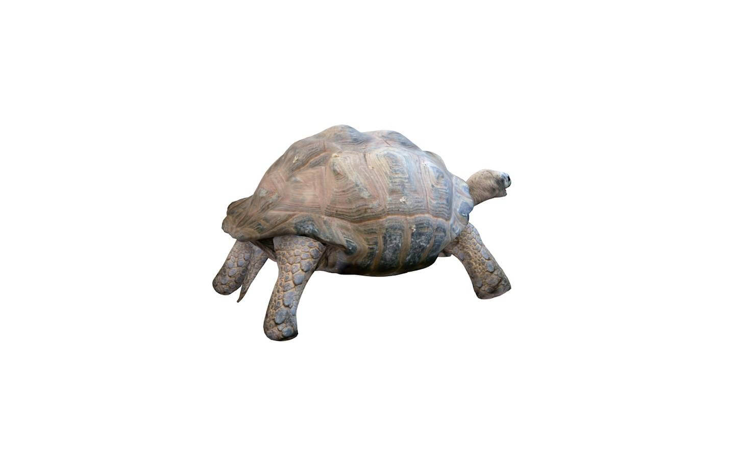 Tortoise - 3D Model by 3dstudio