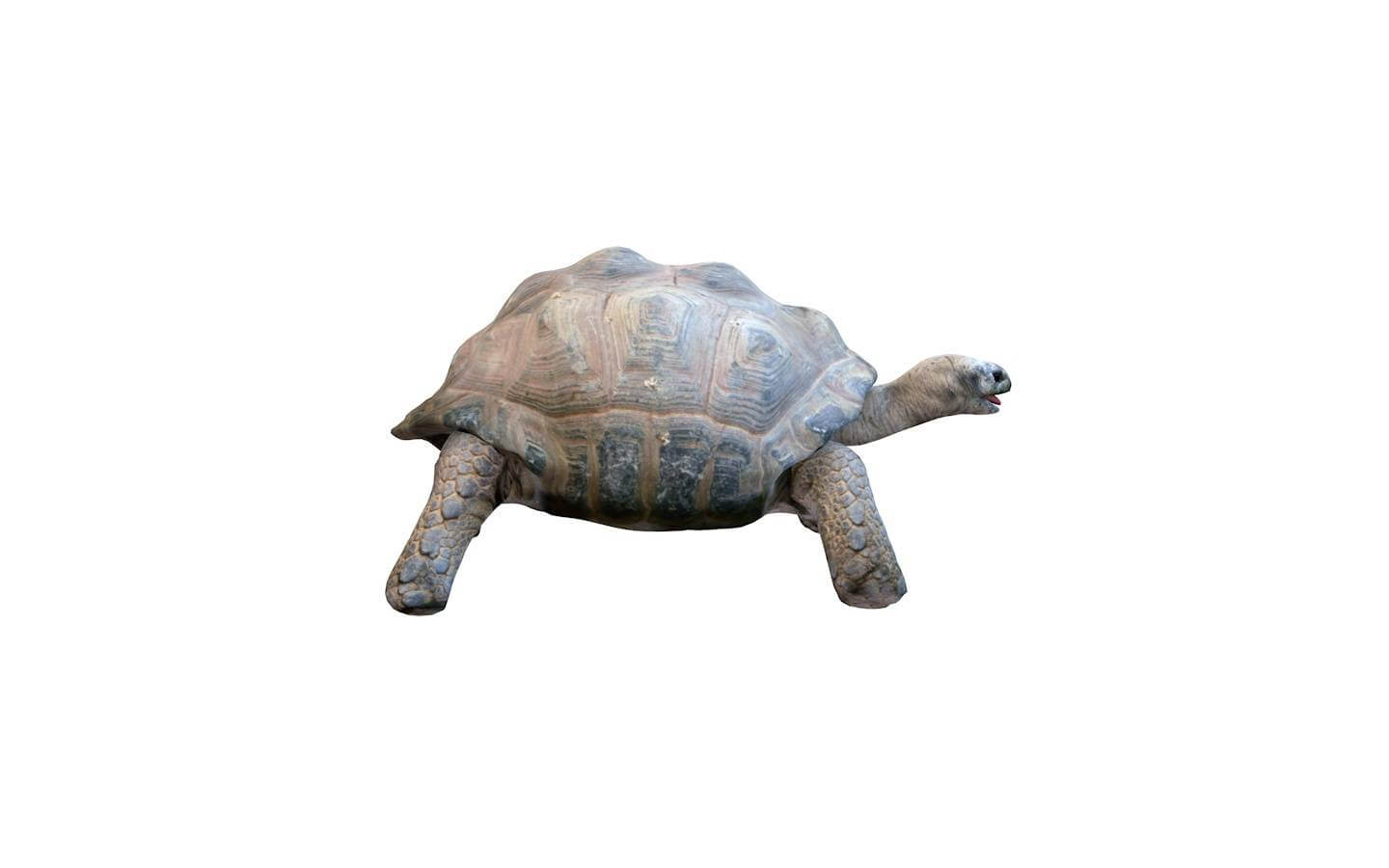 Tortoise - 3D Model by 3dstudio