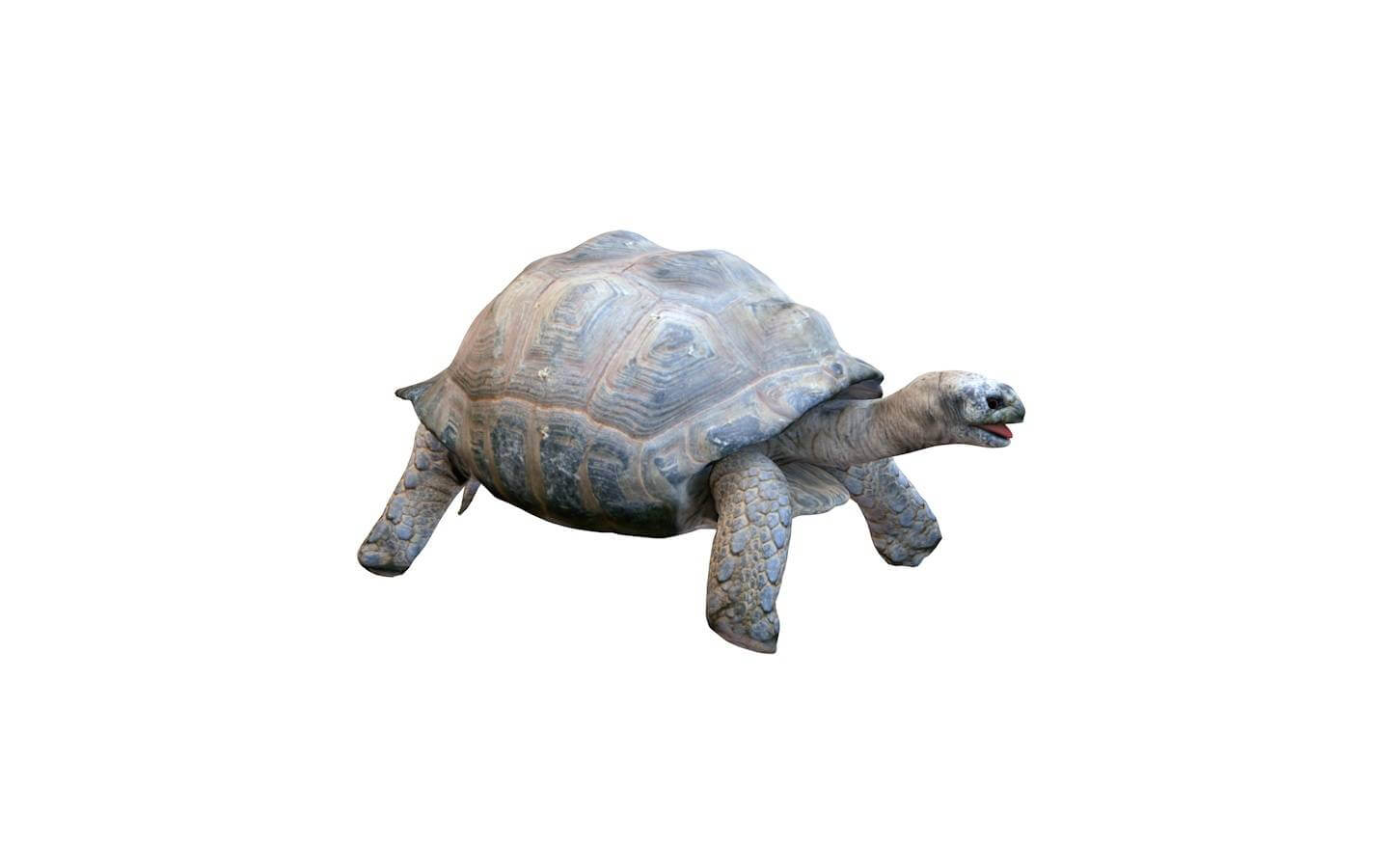 Tortoise - 3D Model by 3dstudio