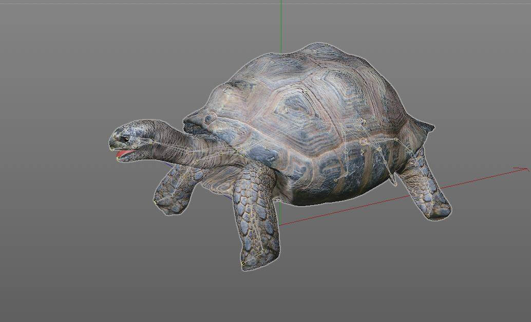 Tortoise - 3D Model by 3dstudio