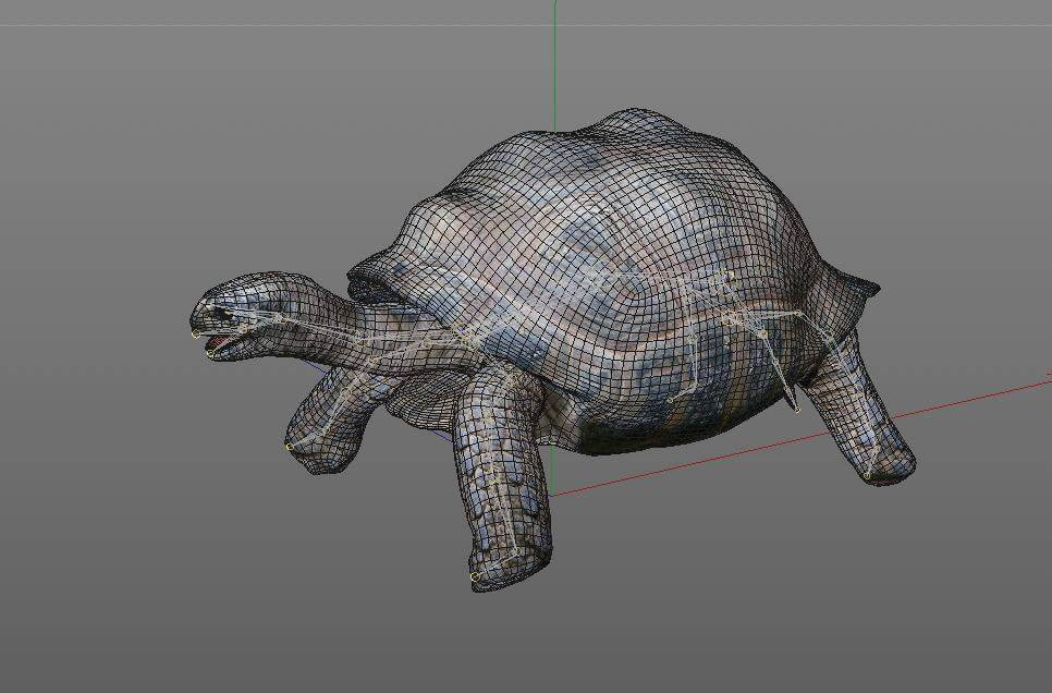 Tortoise - 3D Model by 3dstudio