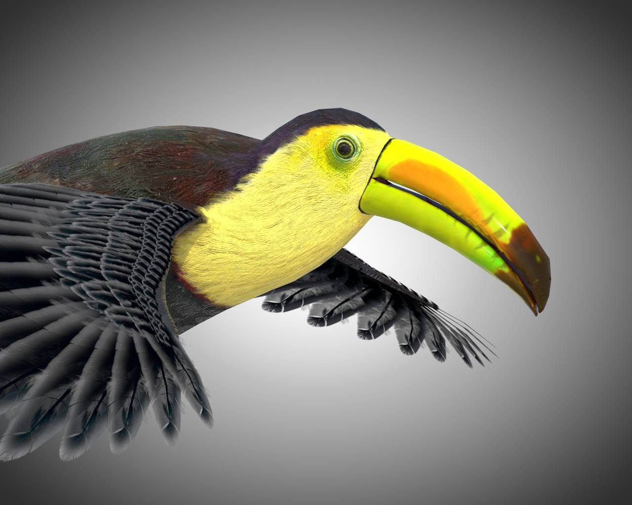 Toucan - 3D Model by 3dstudio