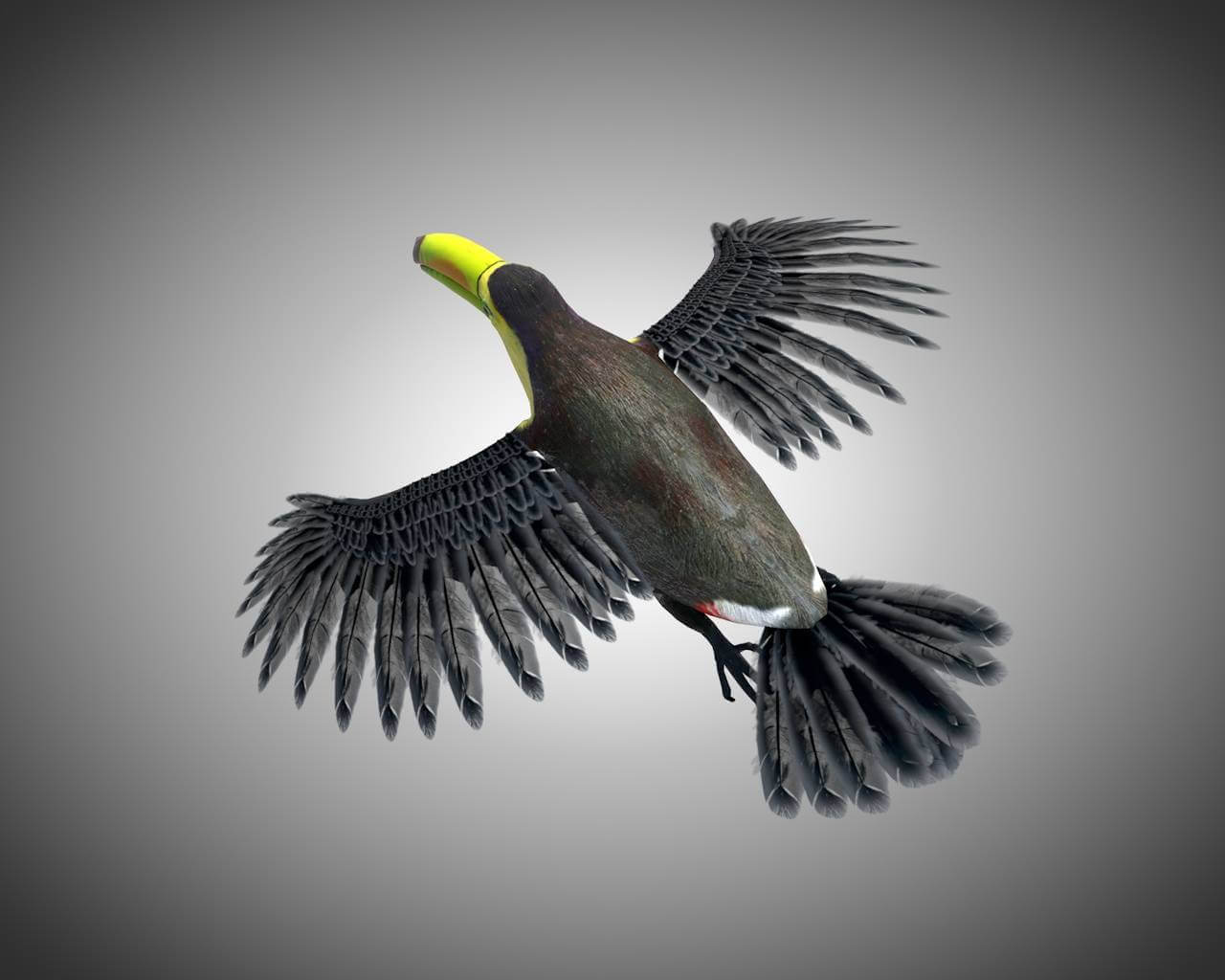 Toucan - 3D Model by 3dstudio