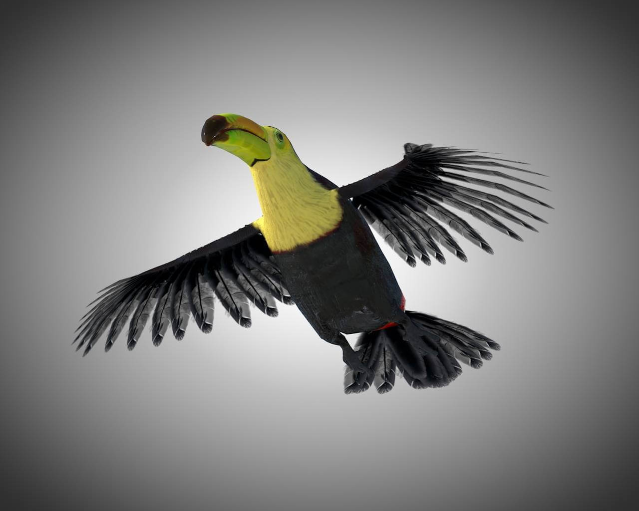 Toucan - 3D Model by 3dstudio