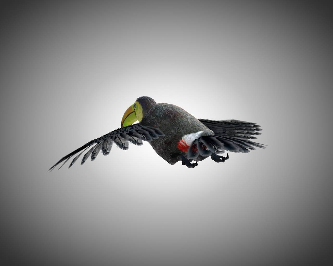 Toucan - 3D Model by 3dstudio