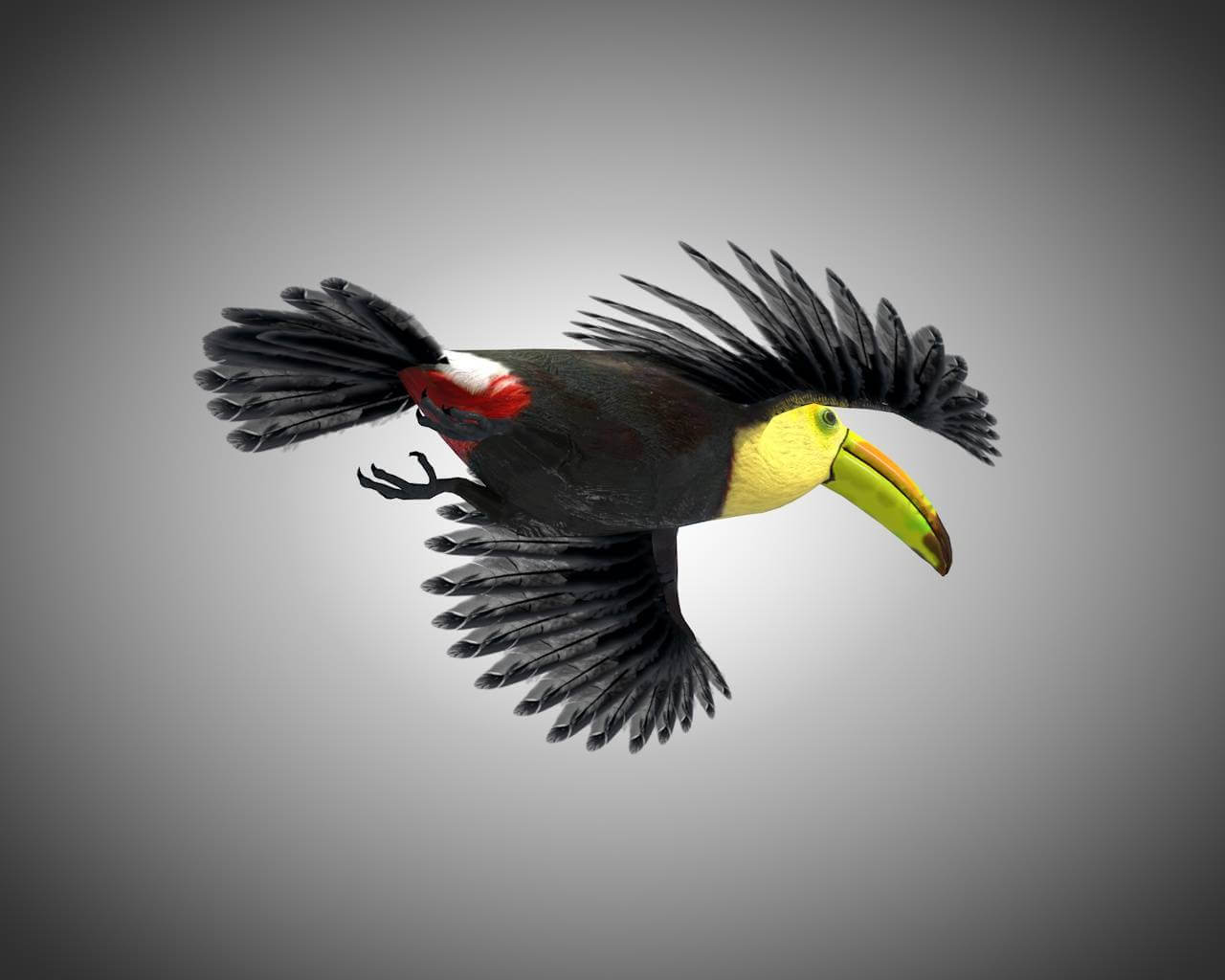 Toucan - 3D Model by 3dstudio